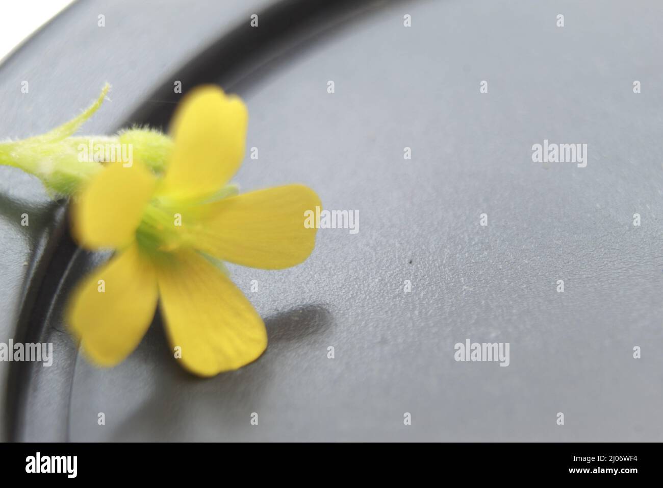 Rich yellow and orange garden hi-res stock photography and images - Alamy