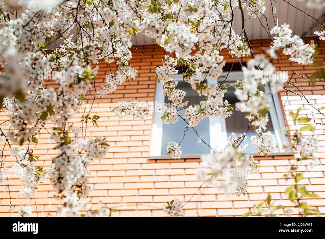 Cherry tree with white blossoms in front of the window of the orange ...