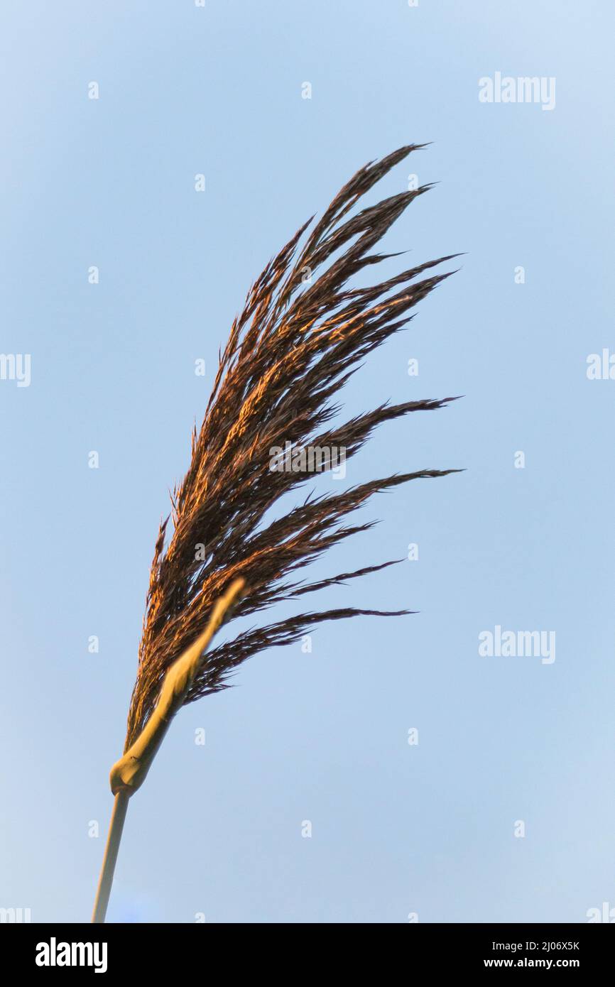 The setting sun catches the seed head of the reeds at the ...