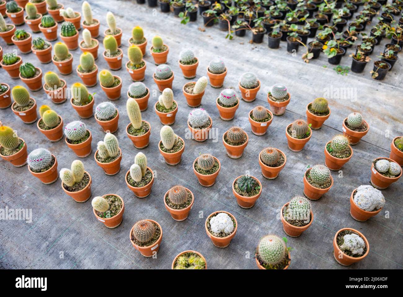 Rows of cacti growing in pots in a greenhouse Stock Photo - Alamy
