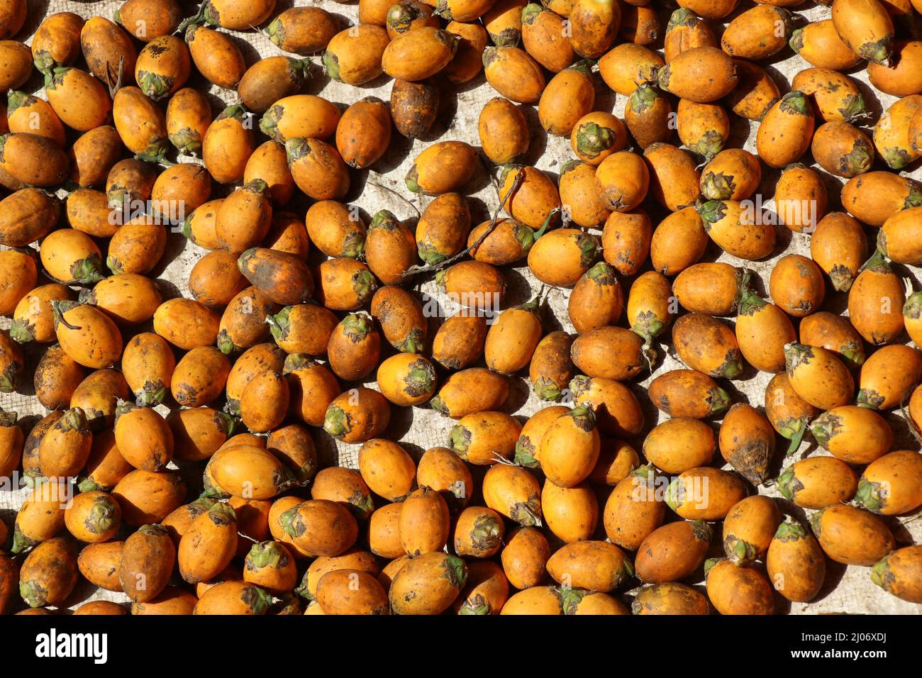 Top view of areca nut kept for drying in the sun which later be peeled ...