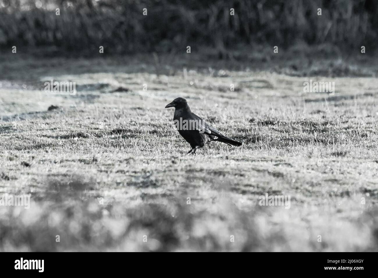 The Black carrion crow (Corvus corone) contrasts against the white ...