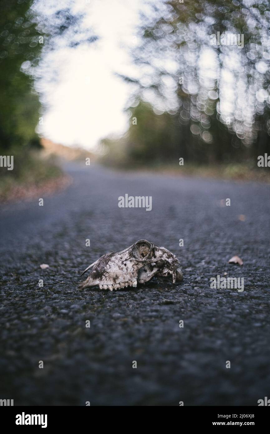 Selective of a dirty road in a park Stock Photo - Alamy