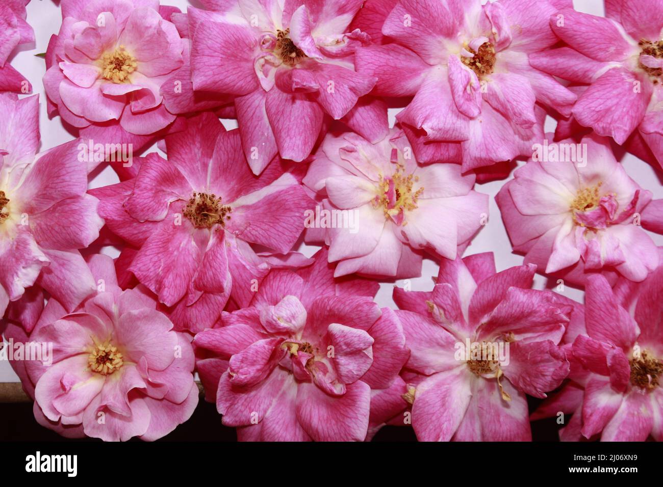 pink fresh rose petals arranged in a background Stock Photo - Alamy
