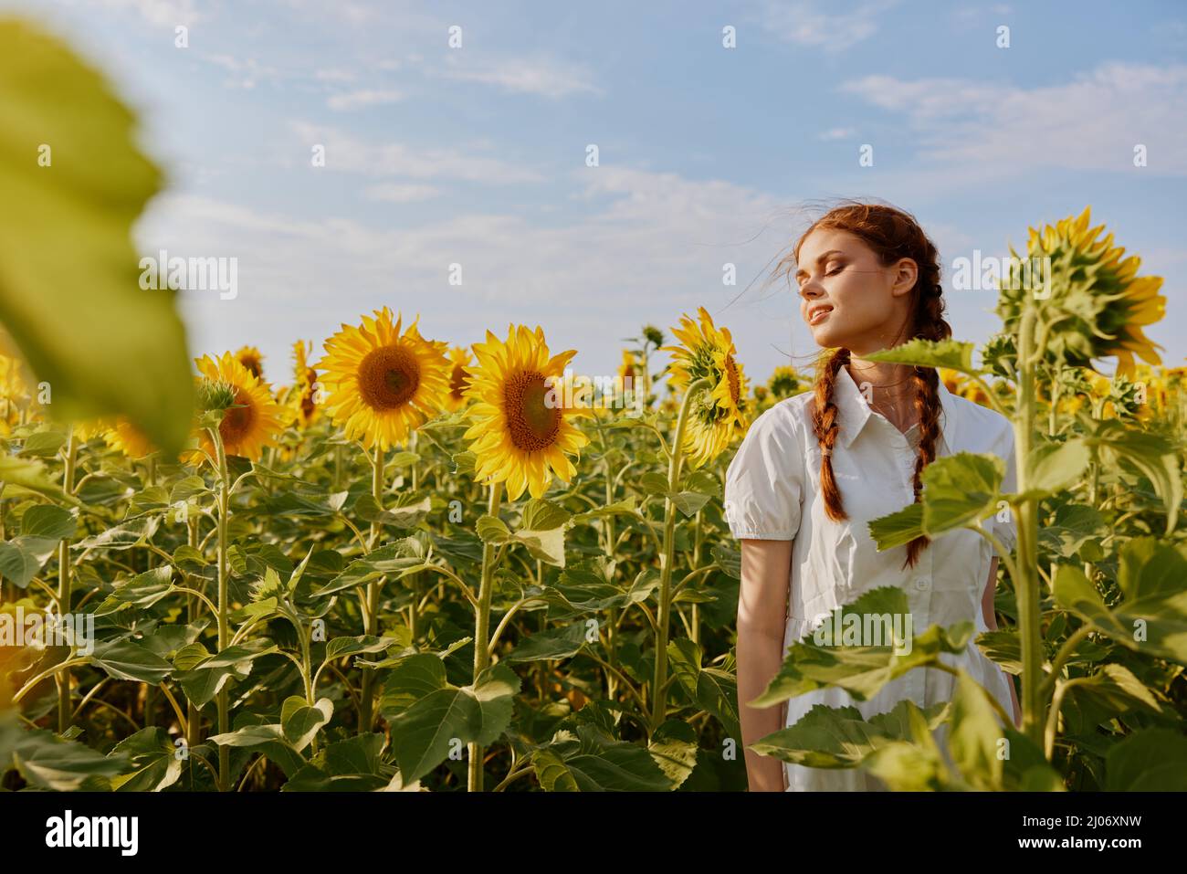woman with two pigtails In a field with blooming sunflowers unaltered ...