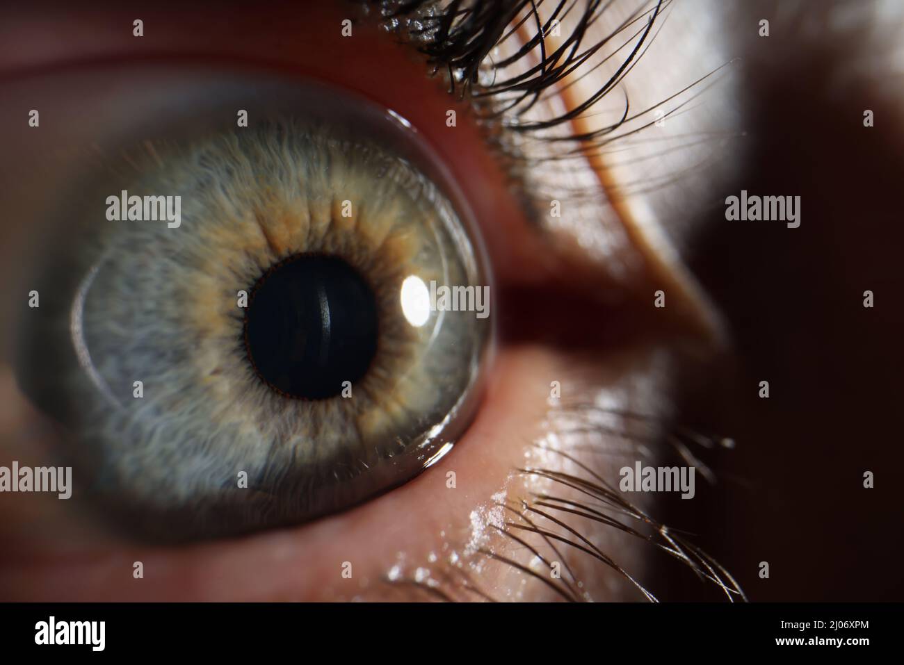 Green females eye, detailed picture of human being vision, macro shot ...