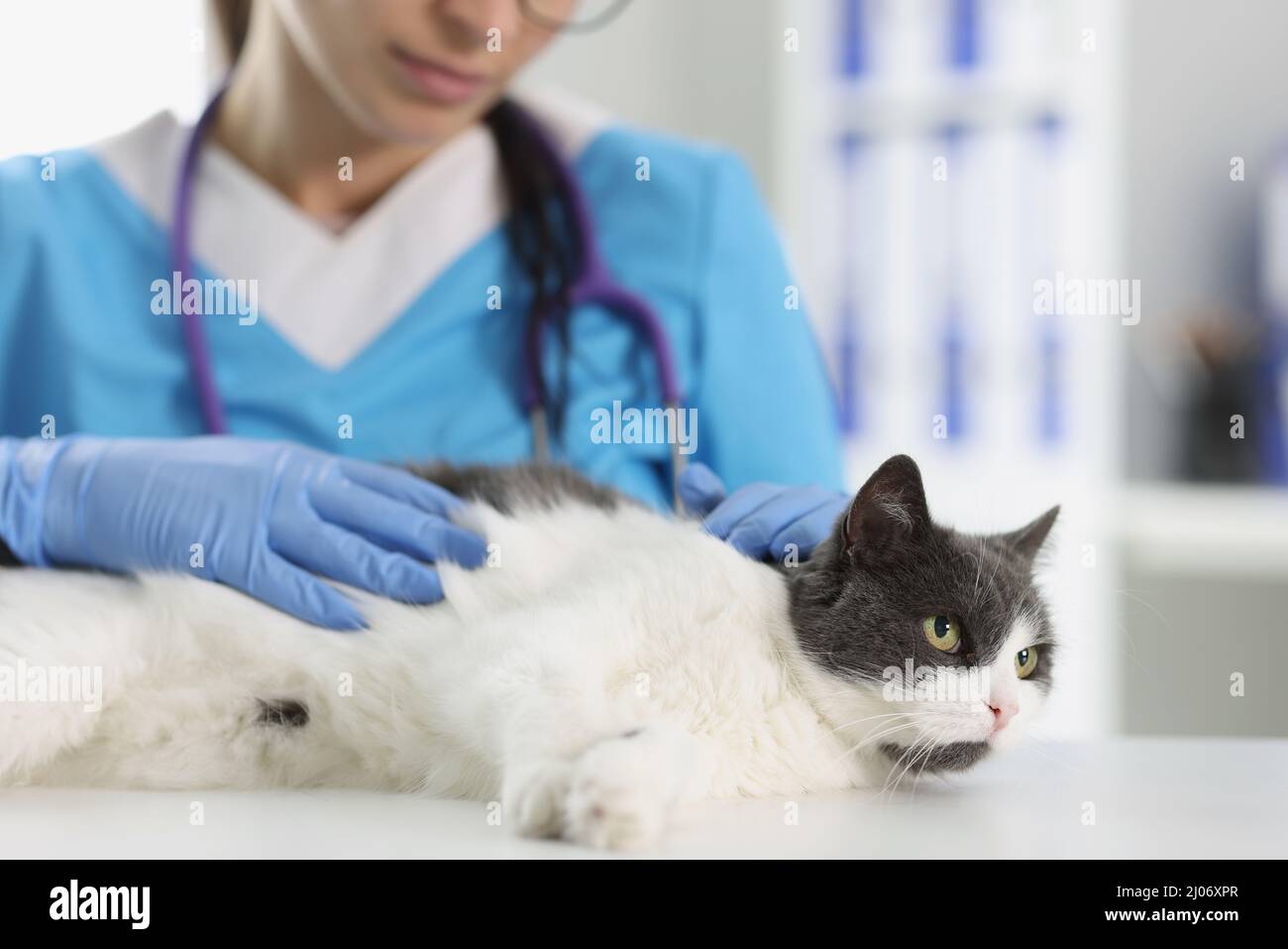 Veterinarian female check fluffy cat on table for investigations, calm ...