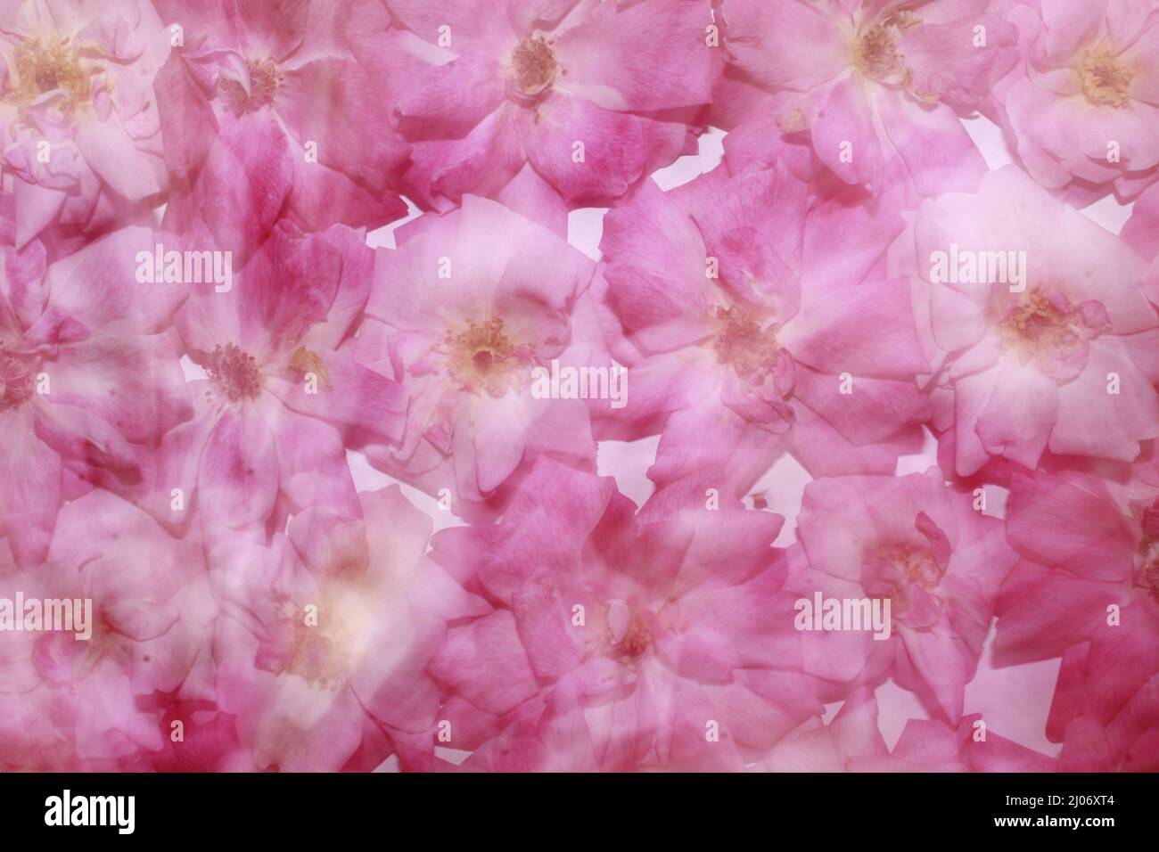 Pink background with rose petals. Top view. Floral print. Abstract ...