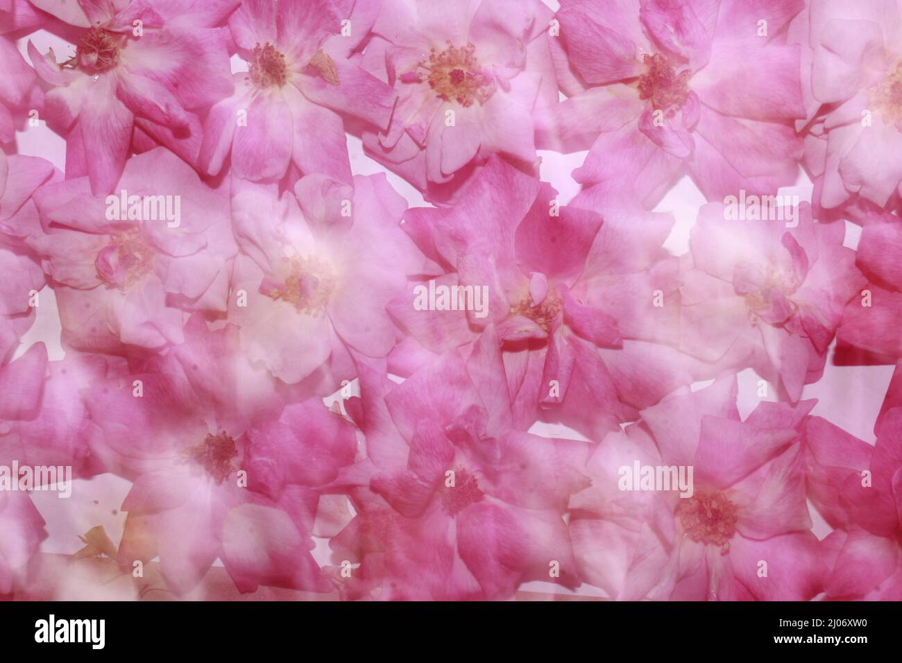 Pink rose petals, pink colours background, soft card Stock Photo - Alamy