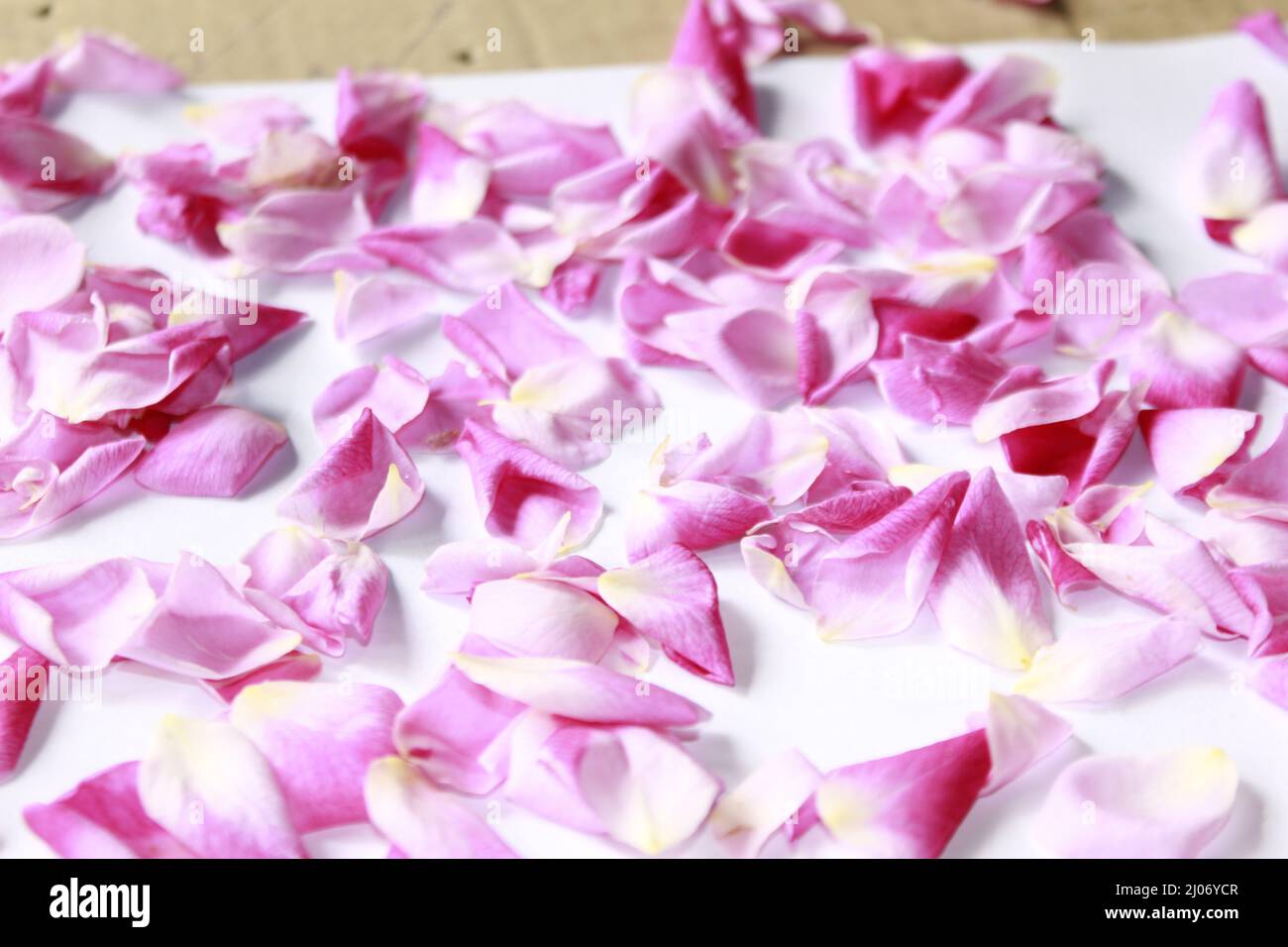 beautiful pink rose petal petals rosepetals roses background abstract ...