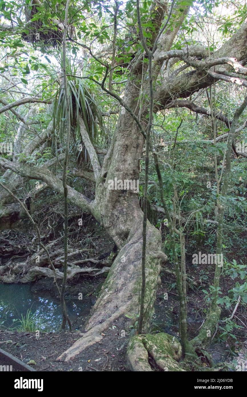 The view of massive tree trunk in New Zealand bush Stock Photo - Alamy