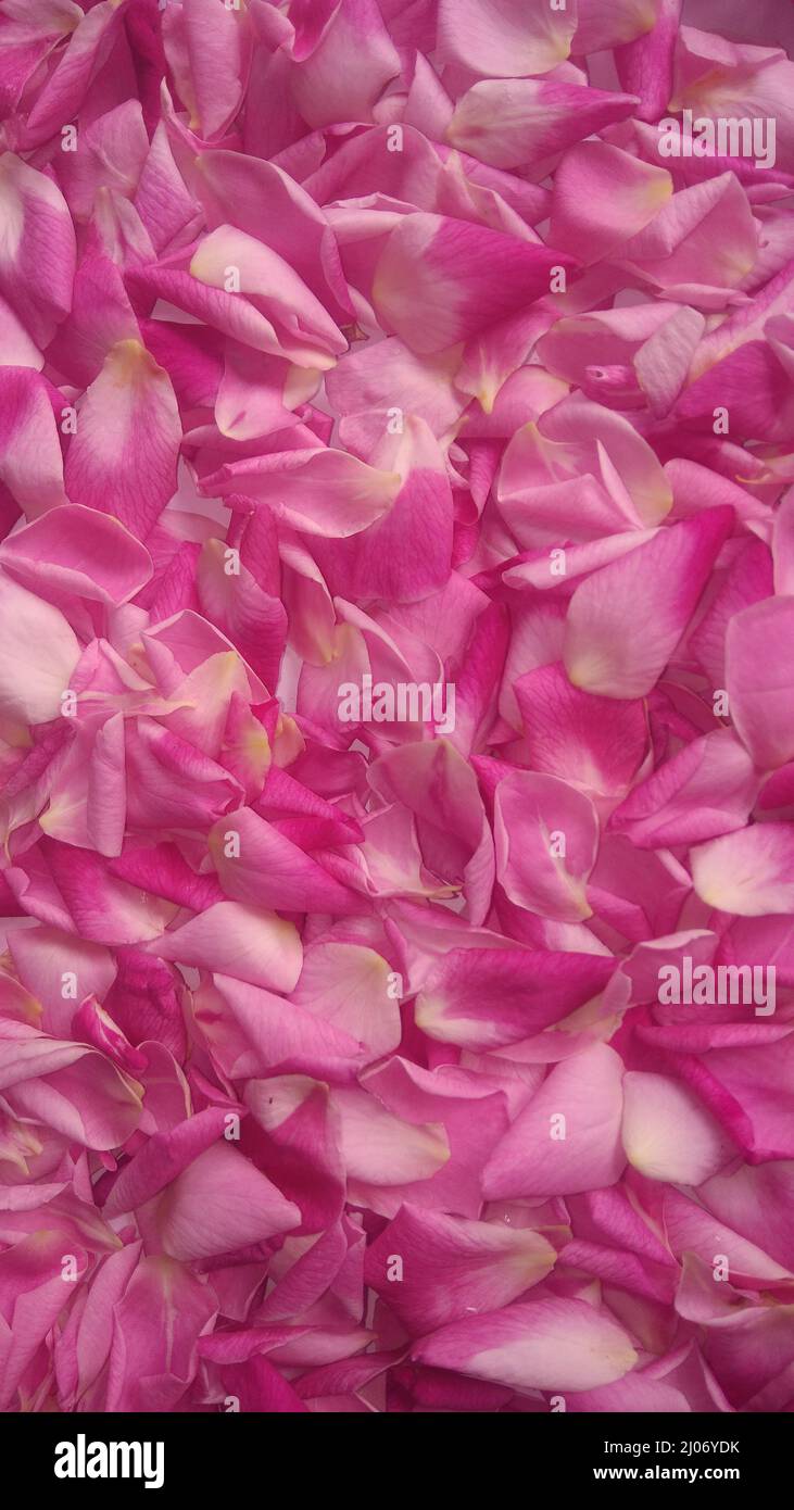 Pink background with rose petals. Top view. Floral print. Abstract ...