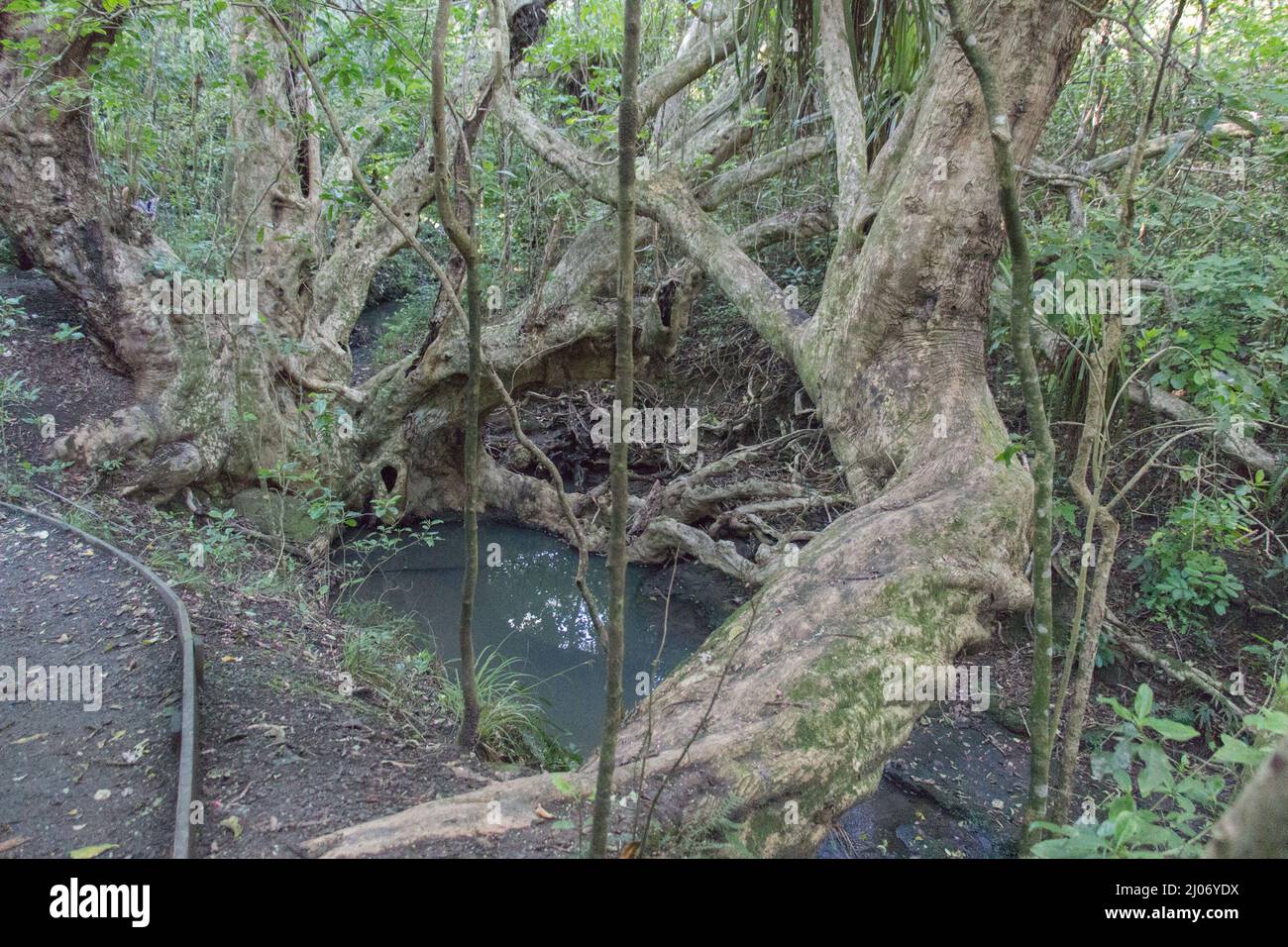 The view of massive tree trunk in New Zealand bush Stock Photo - Alamy