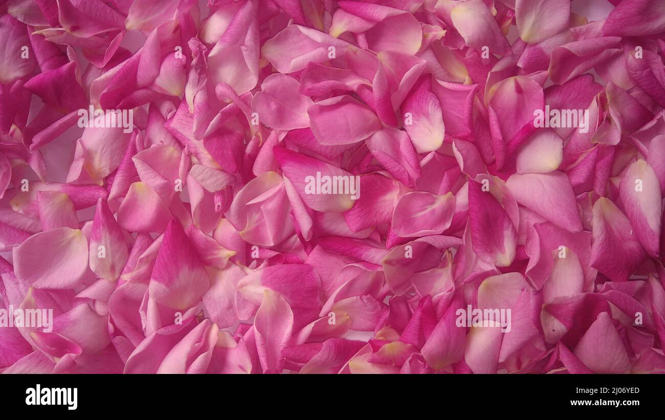 Pink background with rose petals. Top view. Floral print. Abstract ...