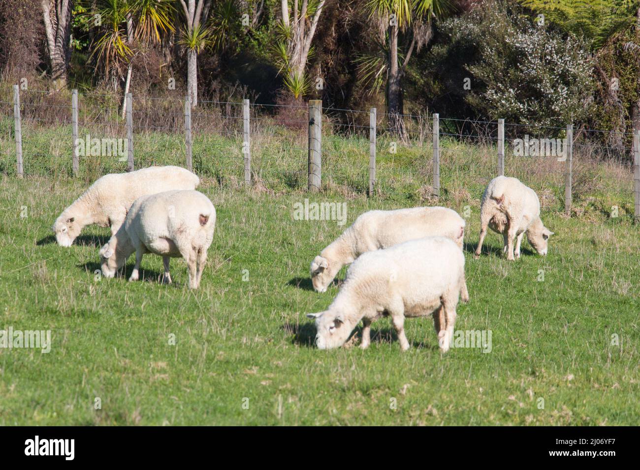 Close up view of white sheep peacefully grazing at green grass ...