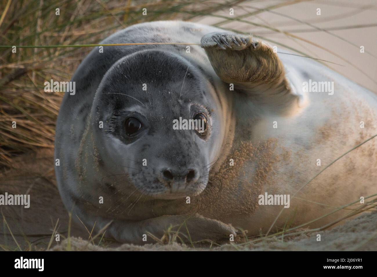 The young grey seal pup (Halichoerus grypus) waves its flippers whilst ...