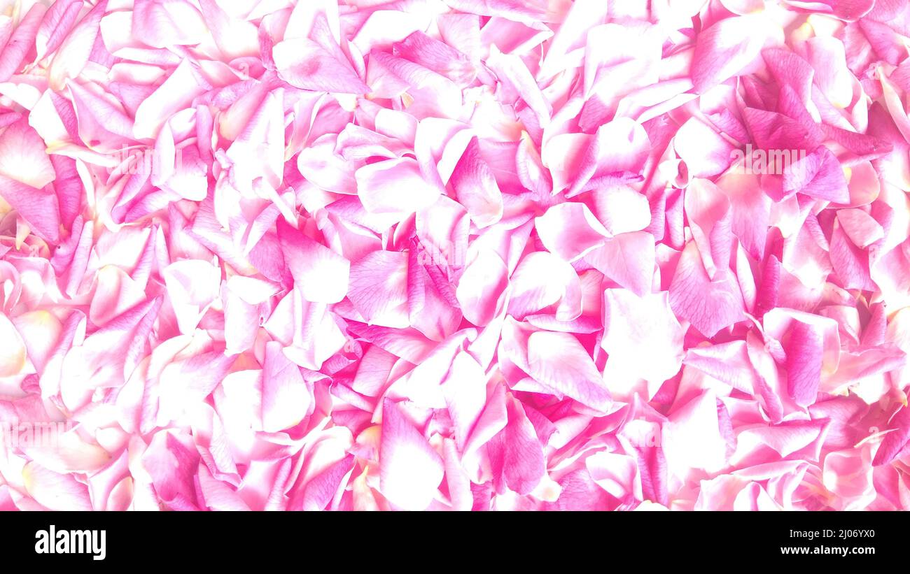 Pink and Rose Petals Background Stock Photo - Alamy