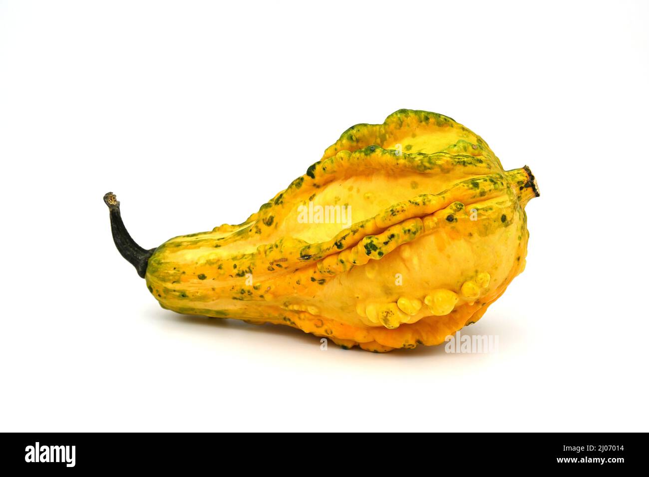 One whole yellow decorative squash isolated on white background Stock ...