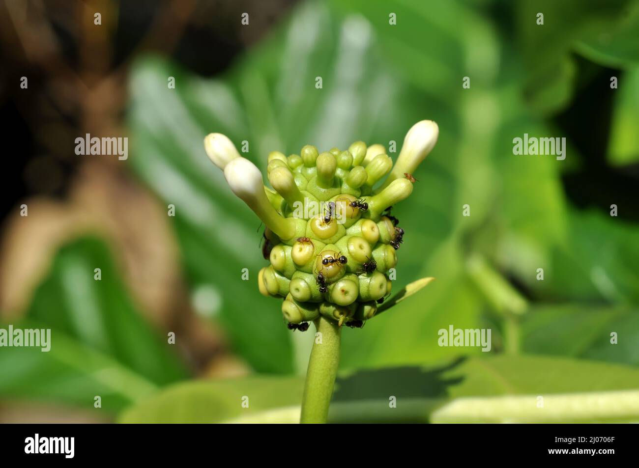 The flower buds of the noni fruit tree are surrounded by ants Stock ...