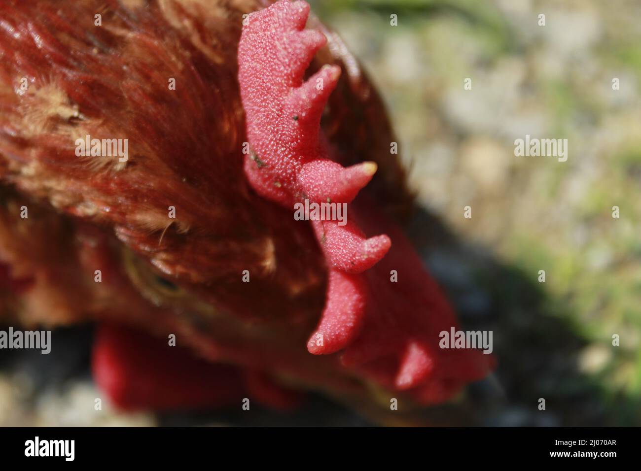 Rooster head shot isolated Stock Photo - Alamy