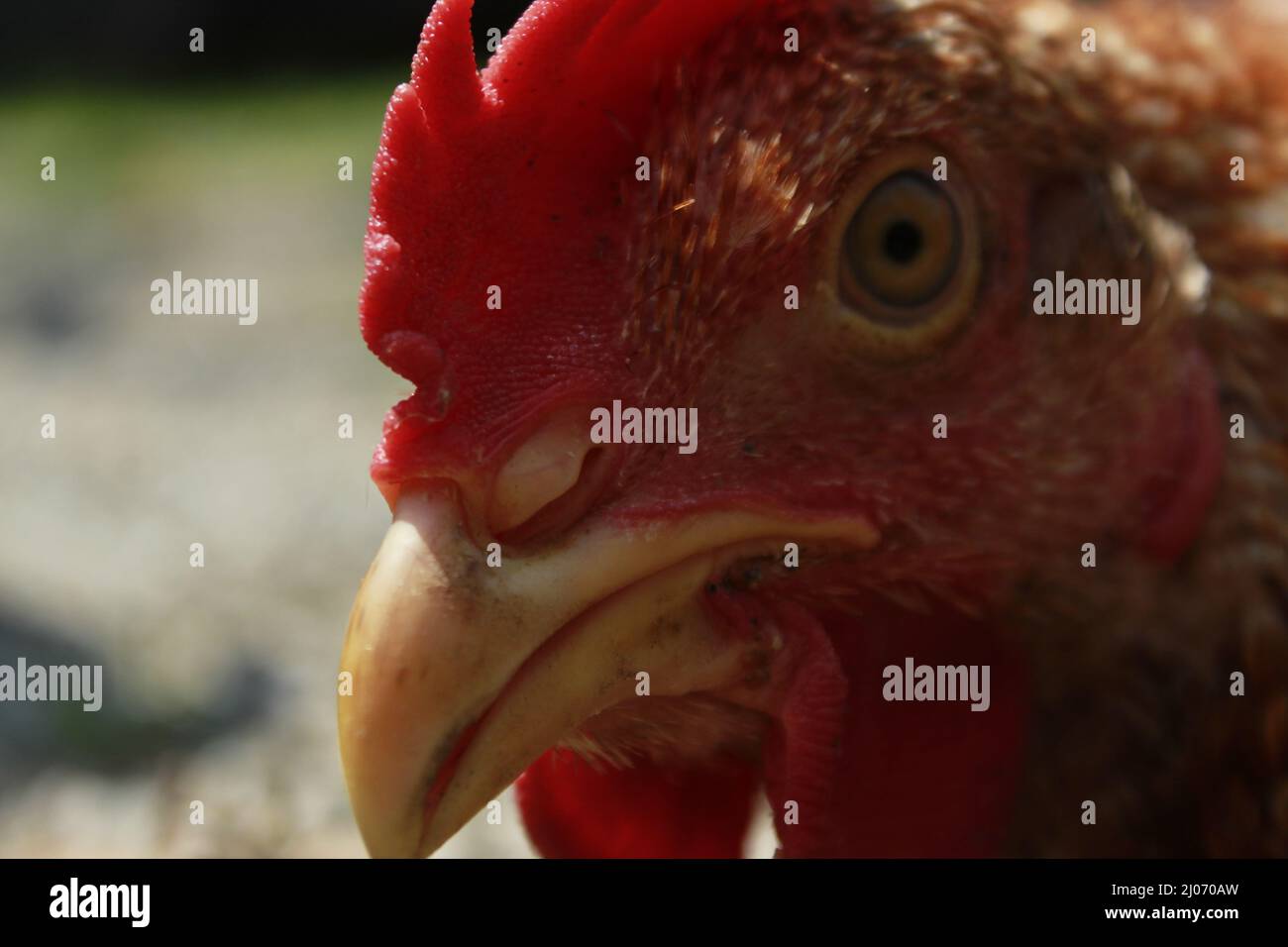 Rooster head shot isolated Stock Photo - Alamy