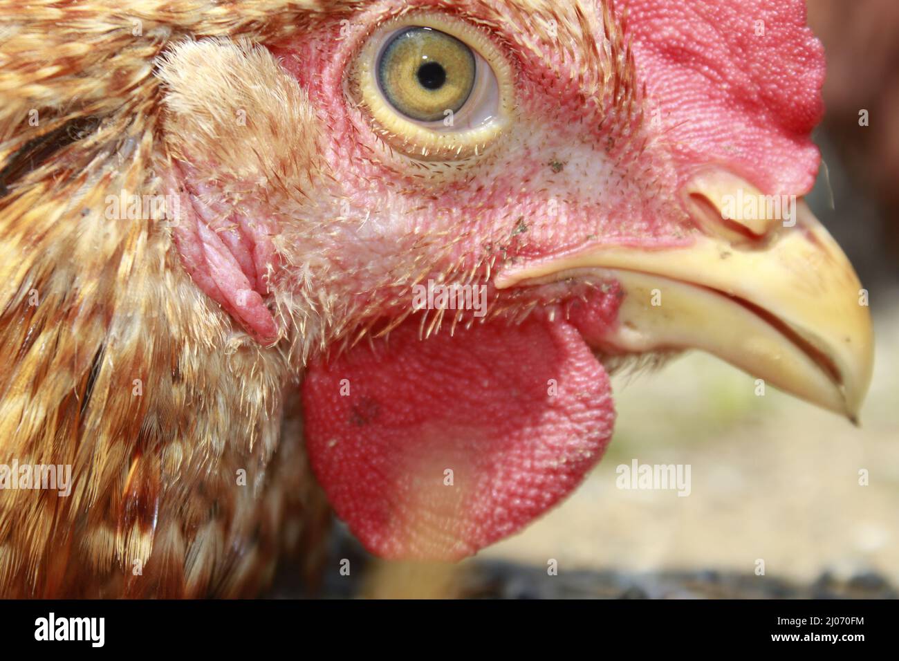 Rooster head shot isolated Stock Photo - Alamy