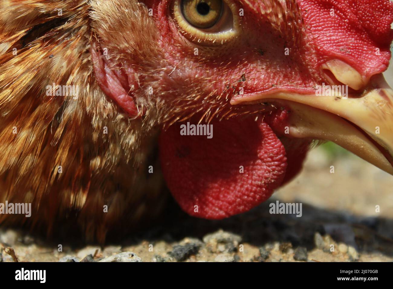 Rooster head shot isolated Stock Photo - Alamy