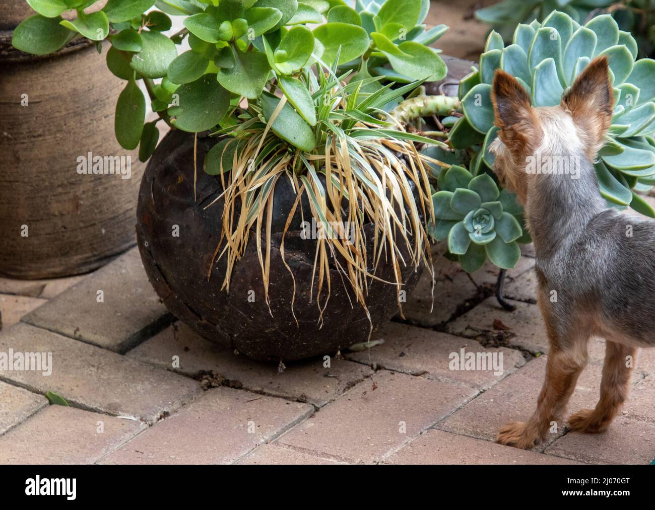 A small dog chases lizards between the pot plants Stock Photo - Alamy