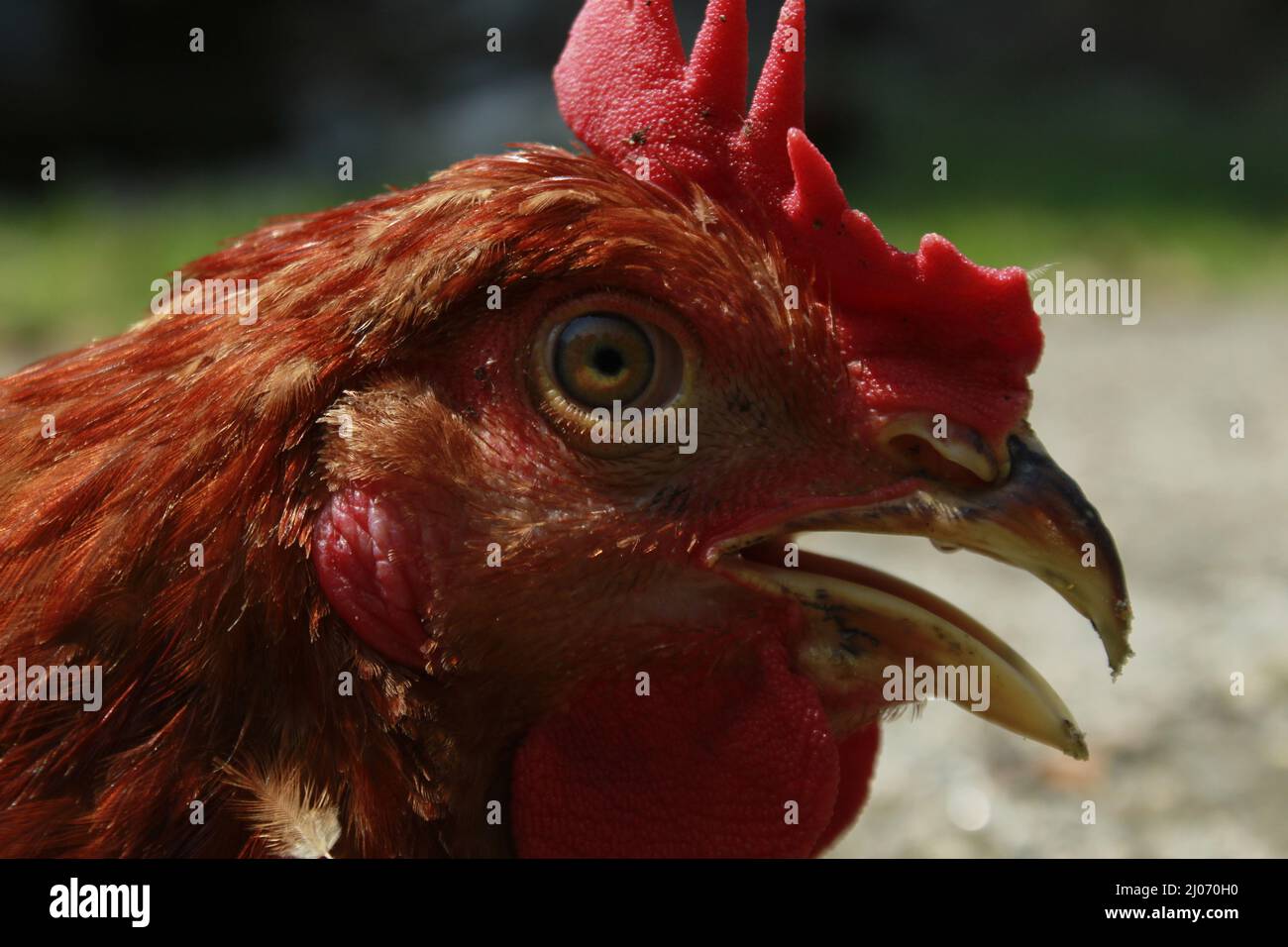 Rooster head shot isolated Stock Photo - Alamy
