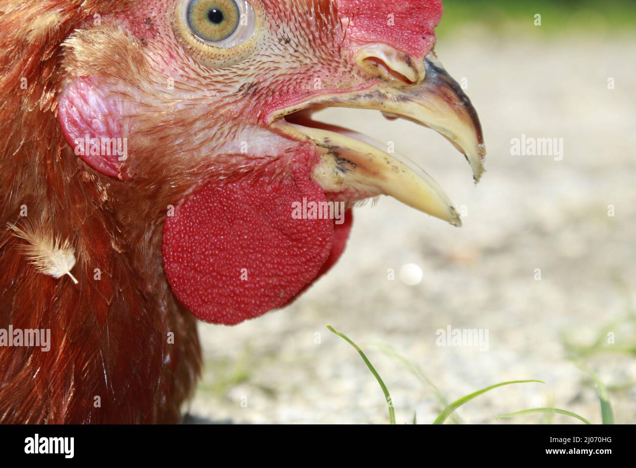 Rooster head shot isolated Stock Photo - Alamy