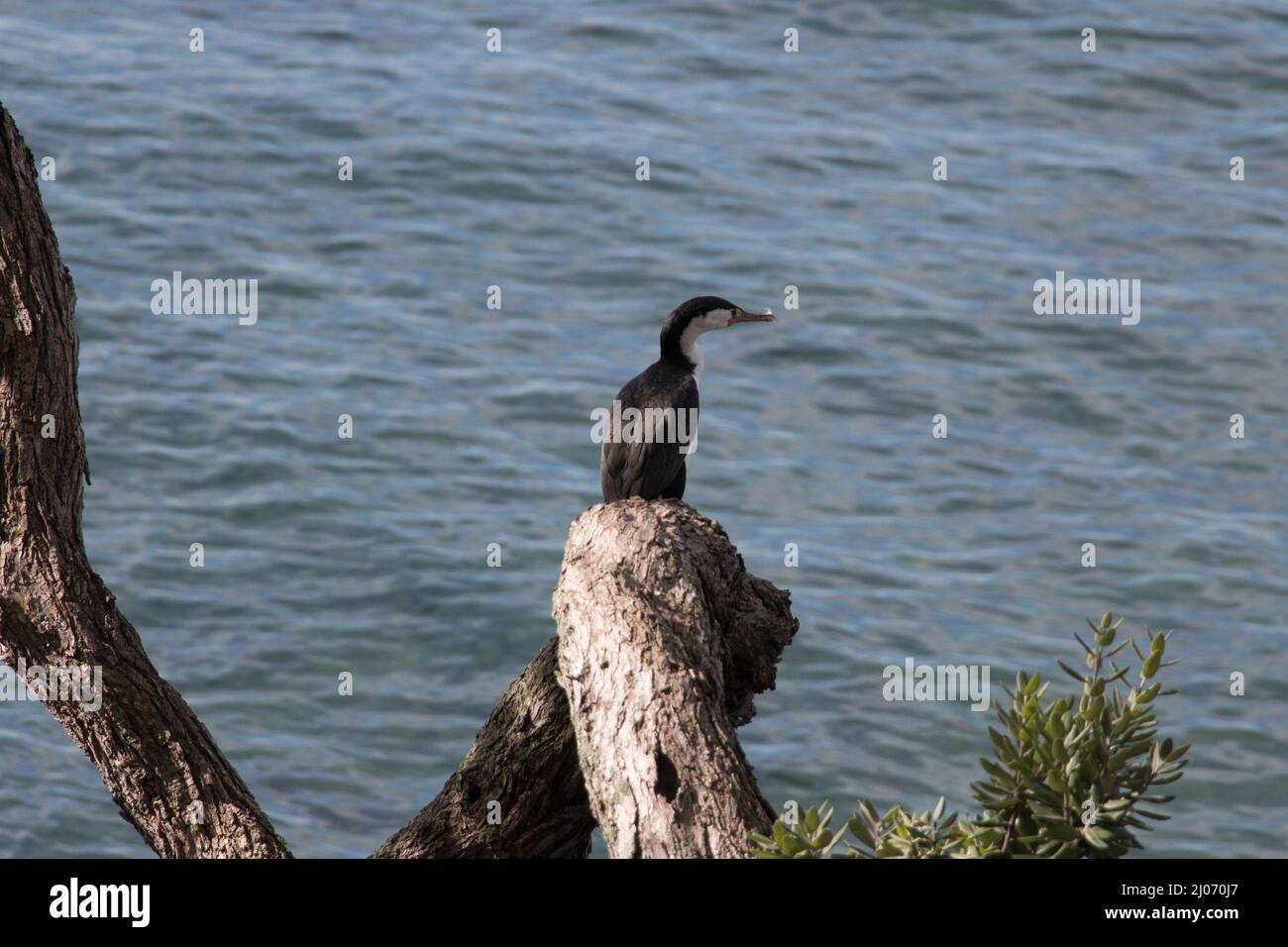 The view of pied cormorant on a tree trunk and blue sea on background ...