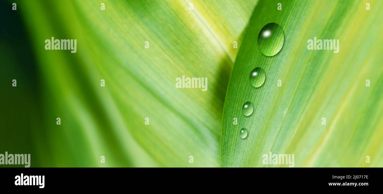 Nature zoomed in. Leaf and water drops Stock Photo - Alamy