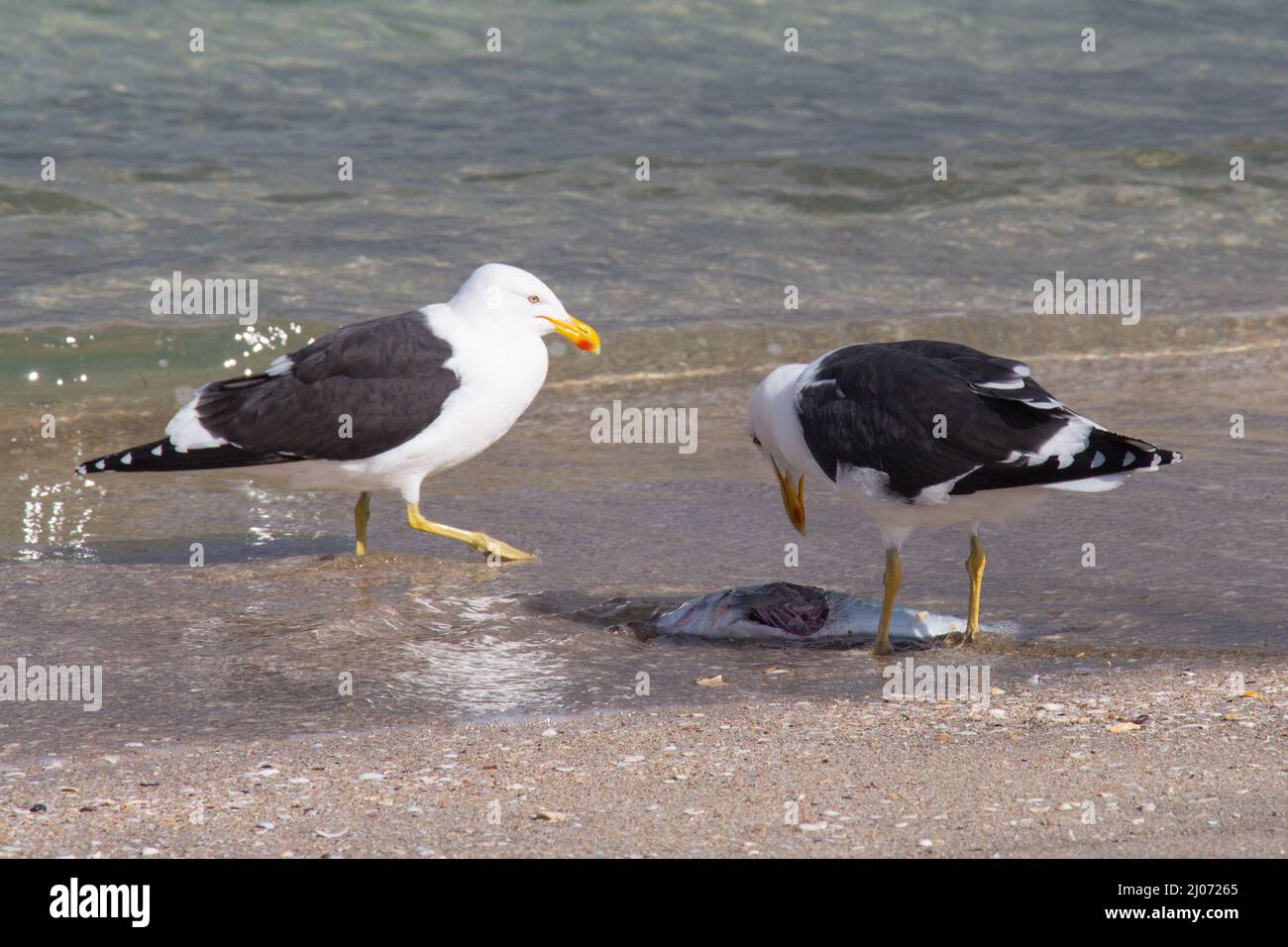 Large gulls new zealand hi-res stock photography and images - Alamy