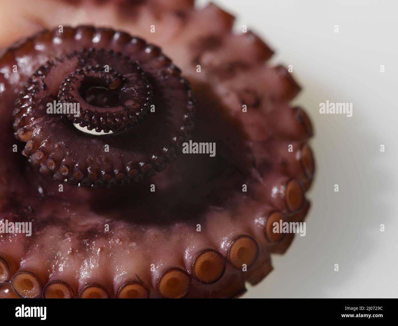 Big octopus on a white background. macro photography. Animal world ...