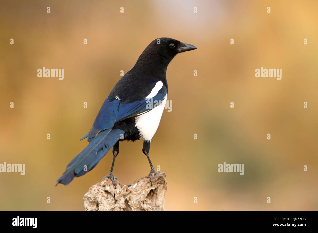 Common magpie with the last lights of the afternoon of a spring day in ...