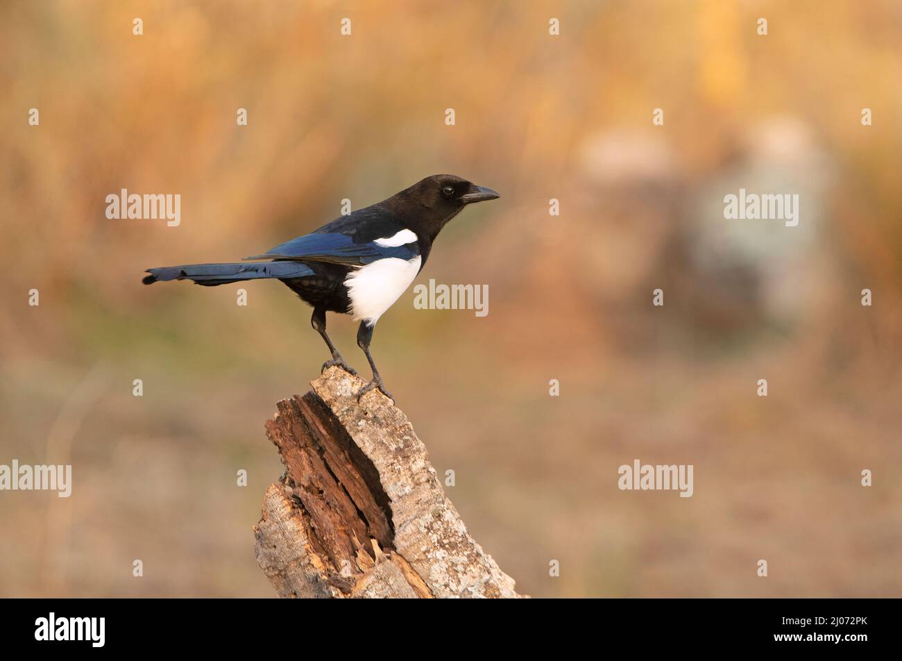Common magpie with the last lights of the afternoon of a spring day in ...