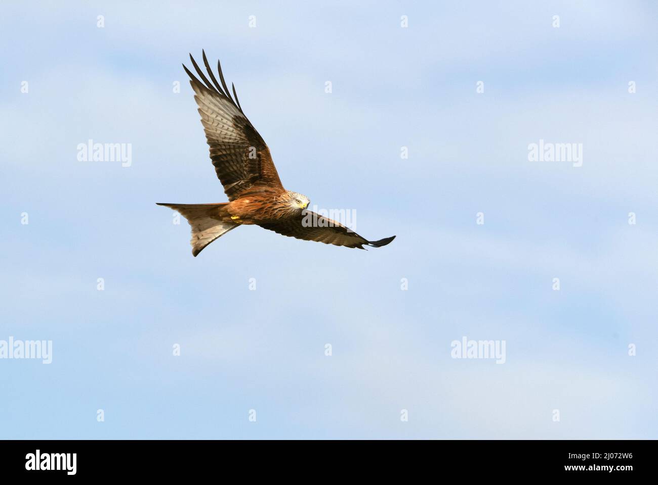 Red kite landing hi-res stock photography and images - Alamy