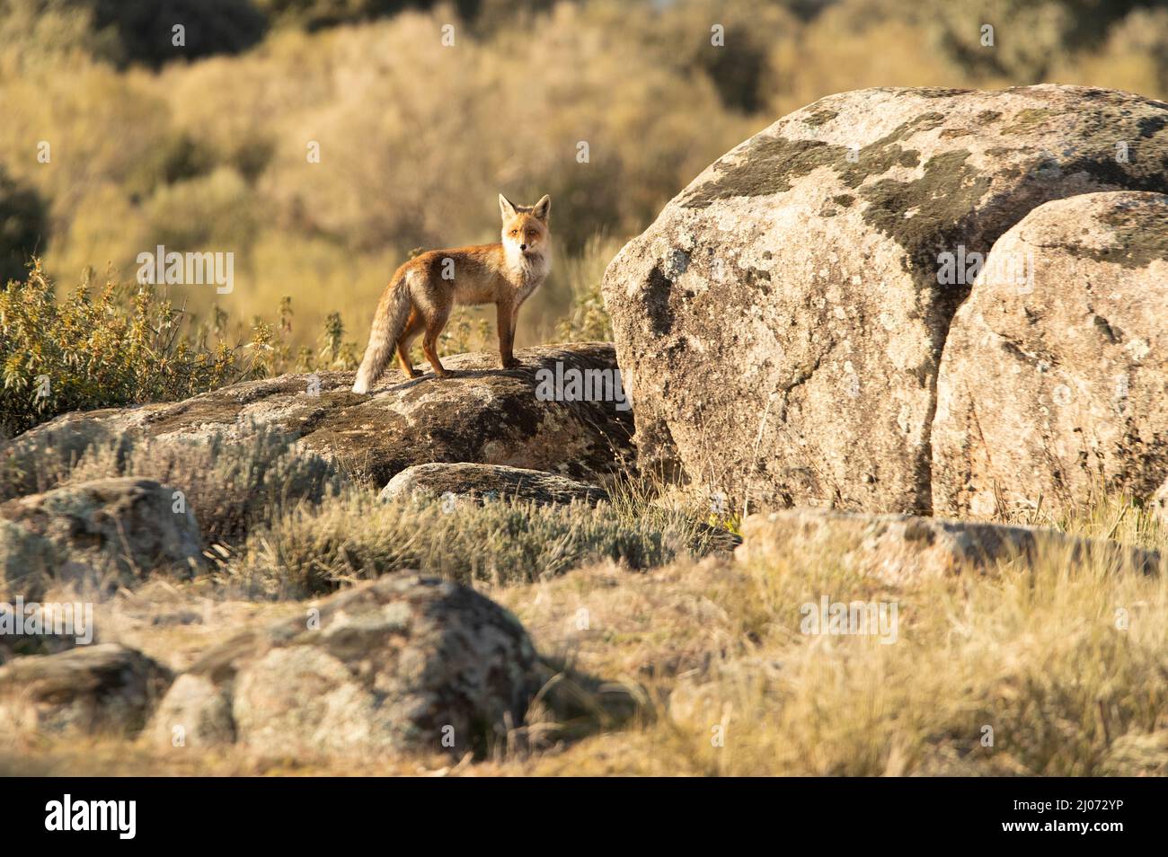 Red fox in a Mediterranean forest looking for food in the last light of ...