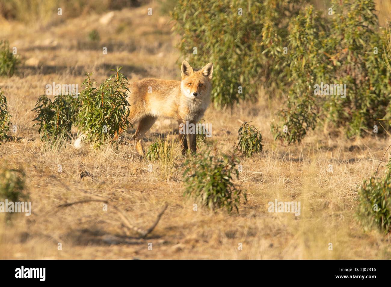 Red fox in a Mediterranean forest looking for food in the last light of ...