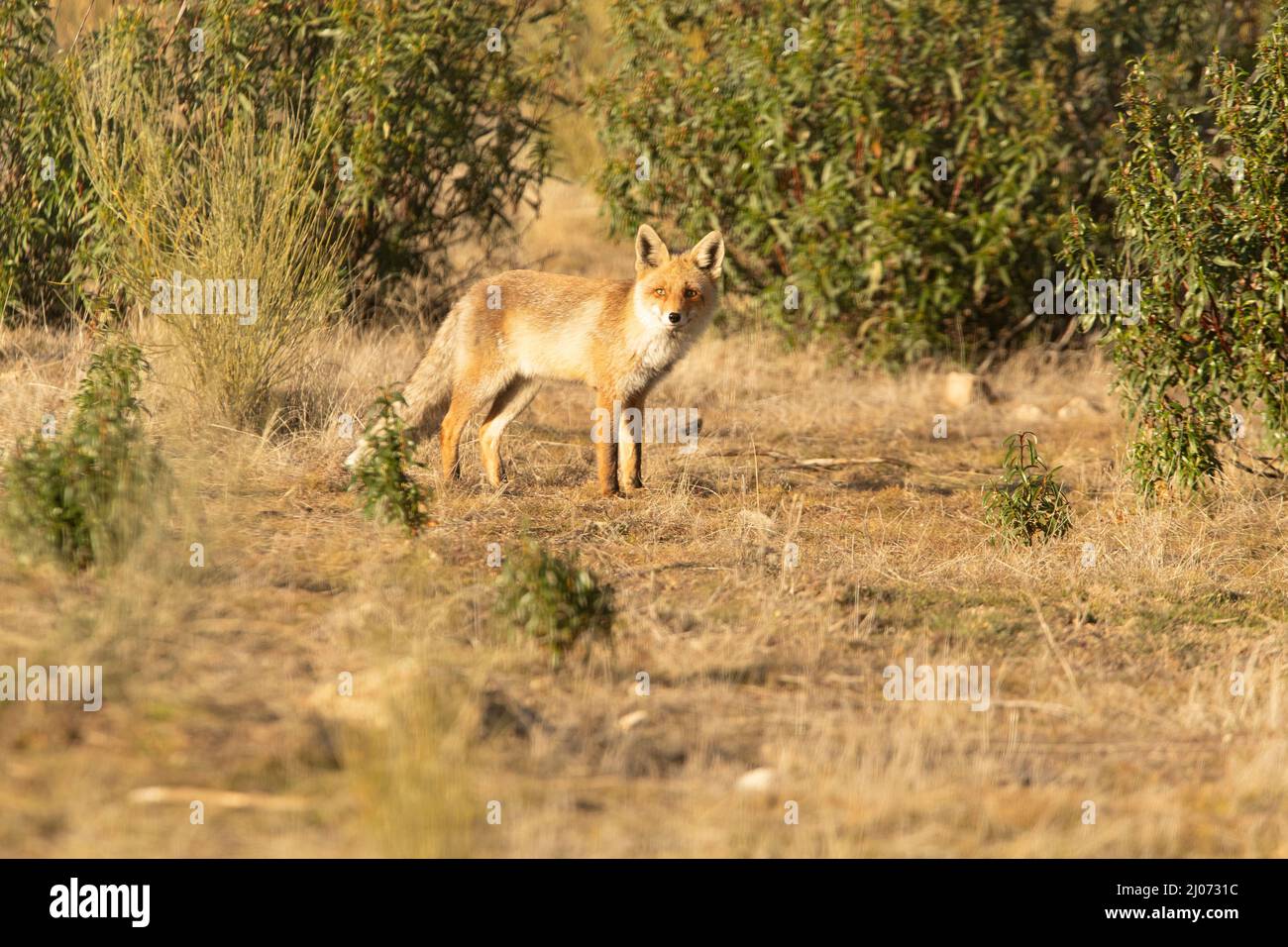 Red fox in a Mediterranean forest looking for food in the last light of ...