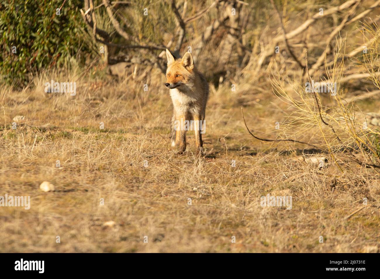 Red fox in a Mediterranean forest looking for food in the last light of ...