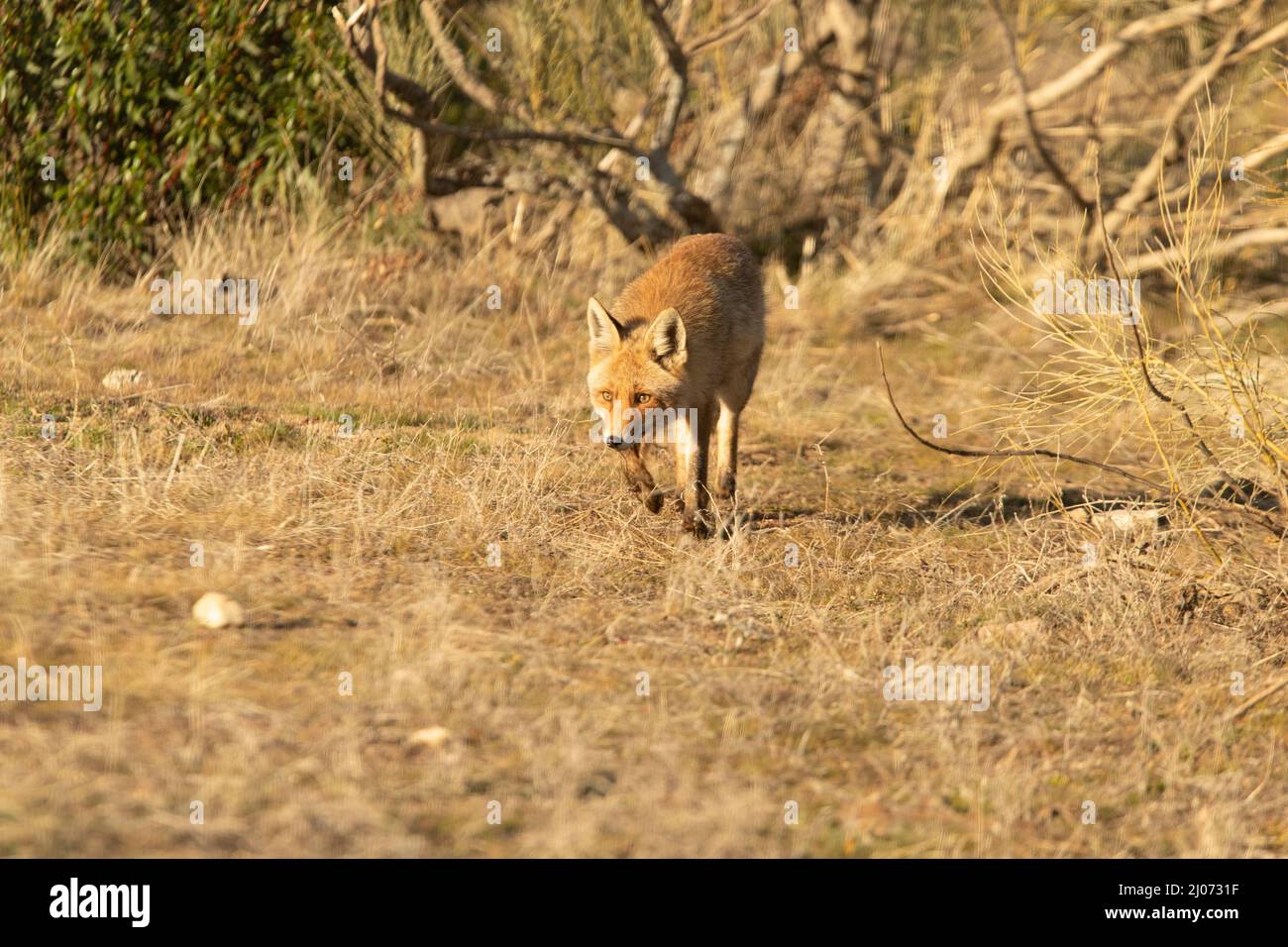 Red fox in a Mediterranean forest looking for food in the last light of ...