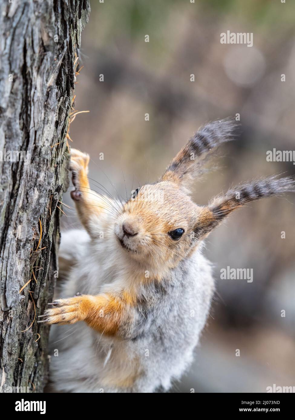 A squirrel with a fashionable hairstyle and lush wavy tassels on its ...