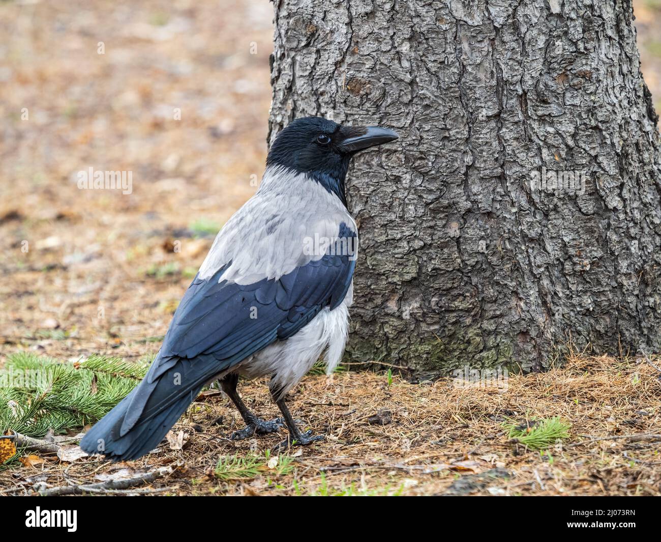 Hooded crow, corvus cornix, also called the hoodie, standing on the ...