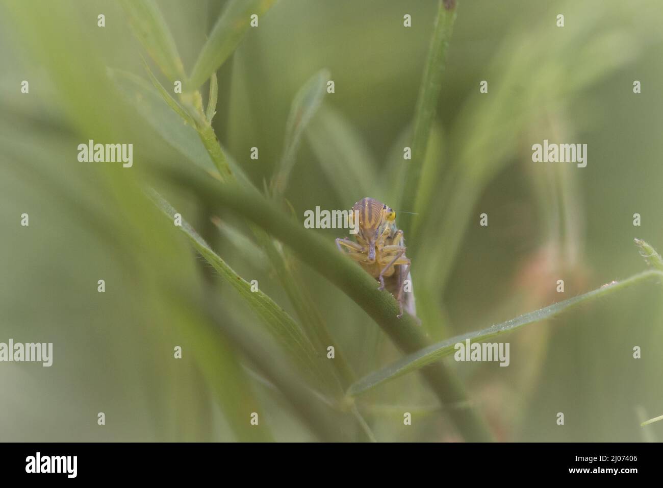 Little green and yellow leafhopper hides amongst the vegetation on ...