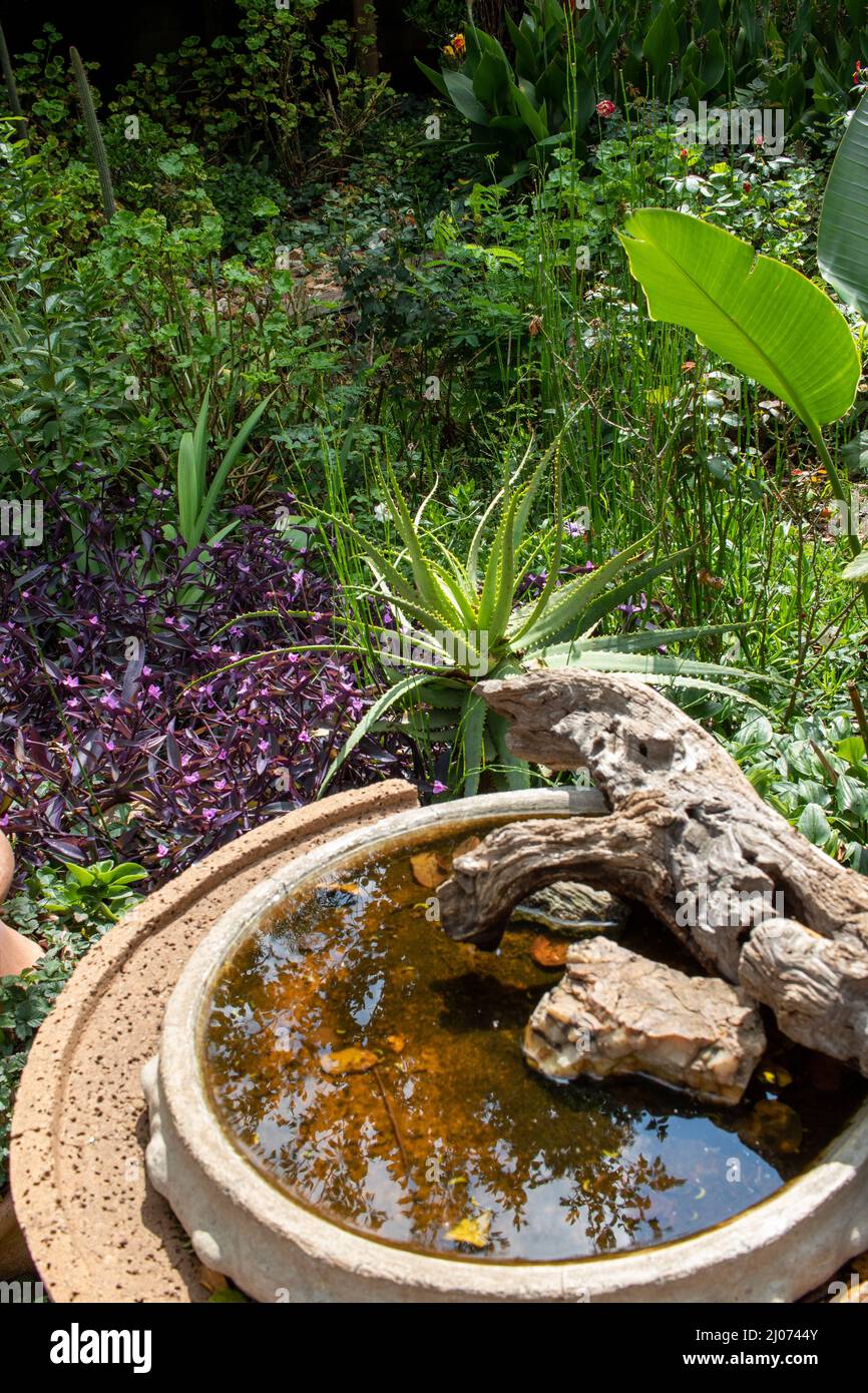 Urban residential garden setting during summer on the Gauteng Highveld ...