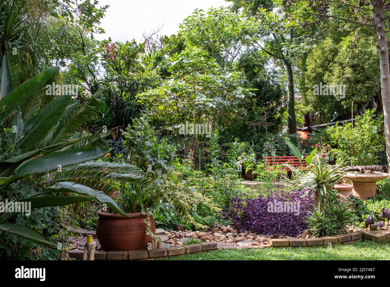 Urban residential garden setting during summer on the Gauteng Highveld ...