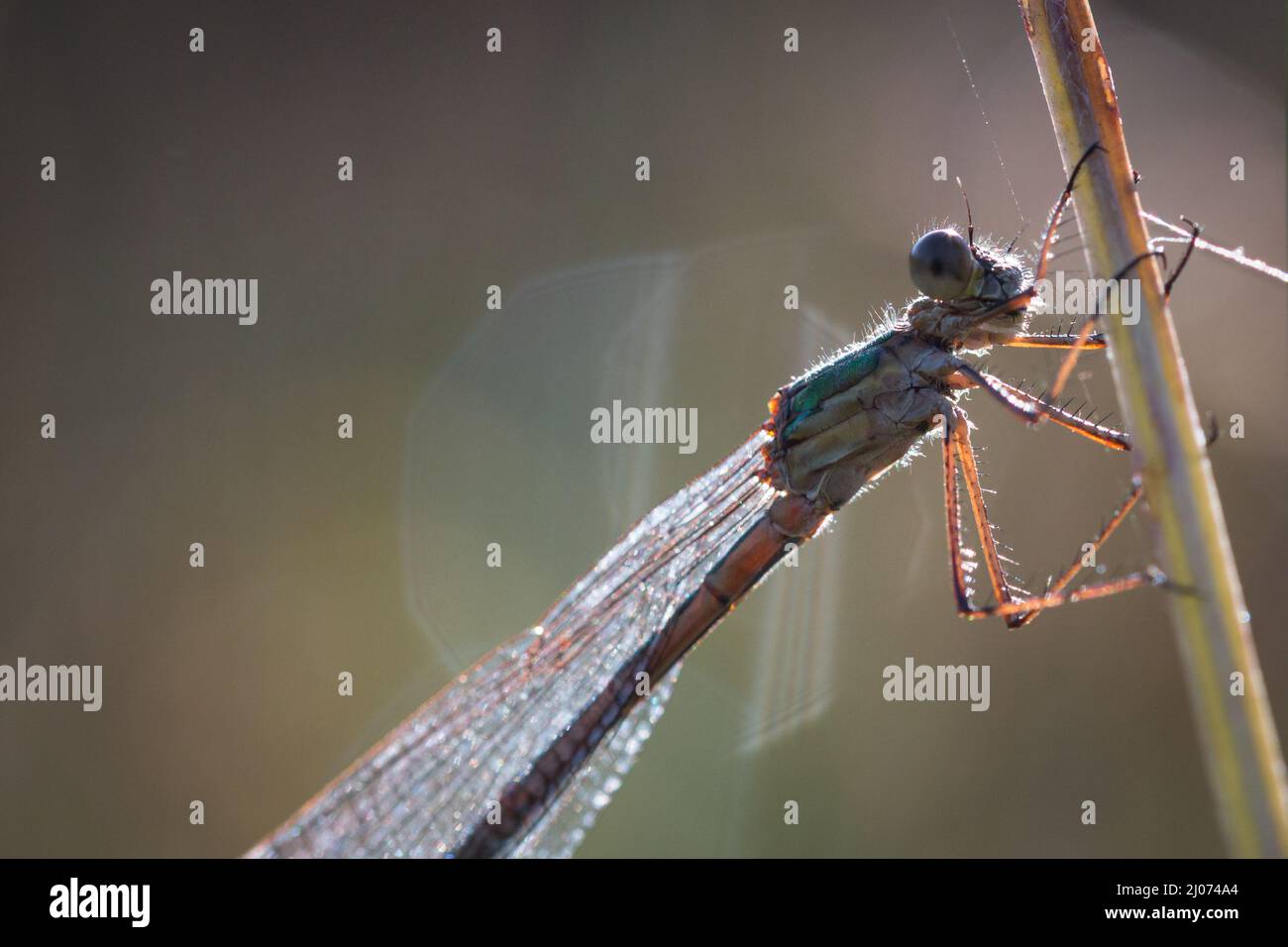 Emerald damselfly (Lestes sponsa) rest on the grass as the sun rises ...
