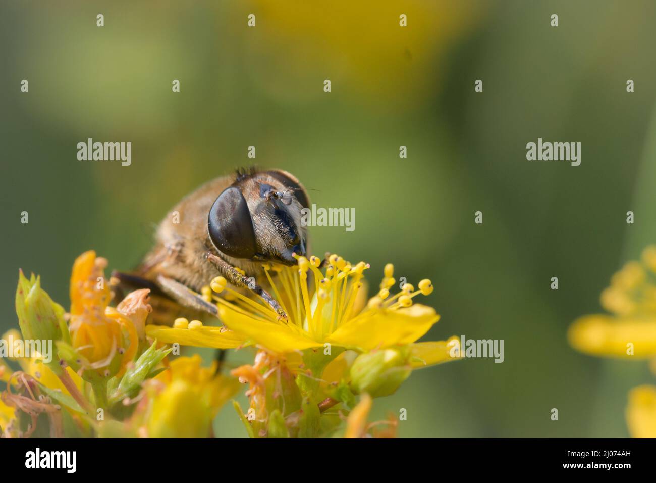 On the bright yellow flowers of the meadow at Thompson Common, Norfolk ...