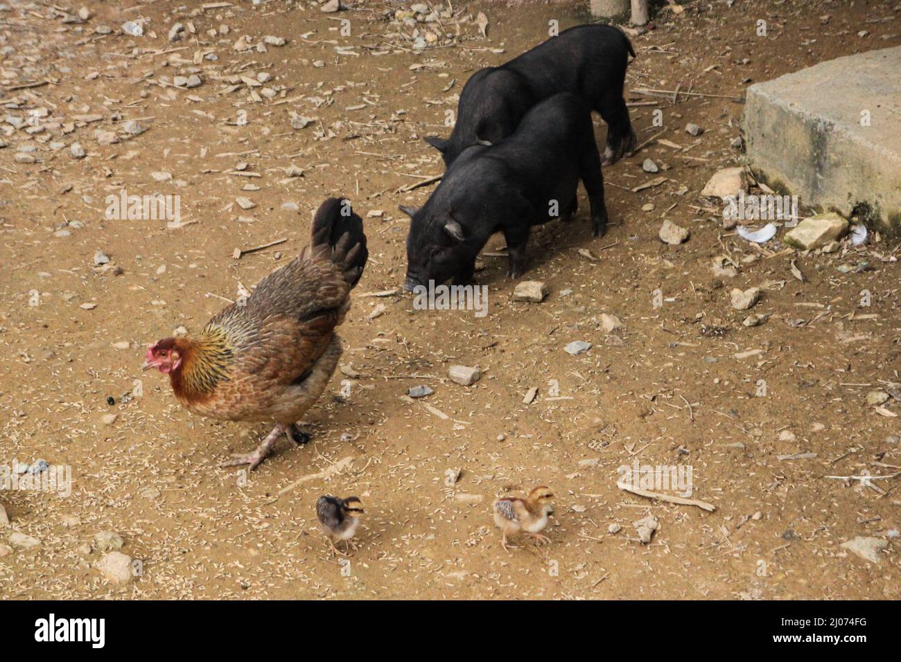 Chickens and pigs background hi-res stock photography and images - Alamy